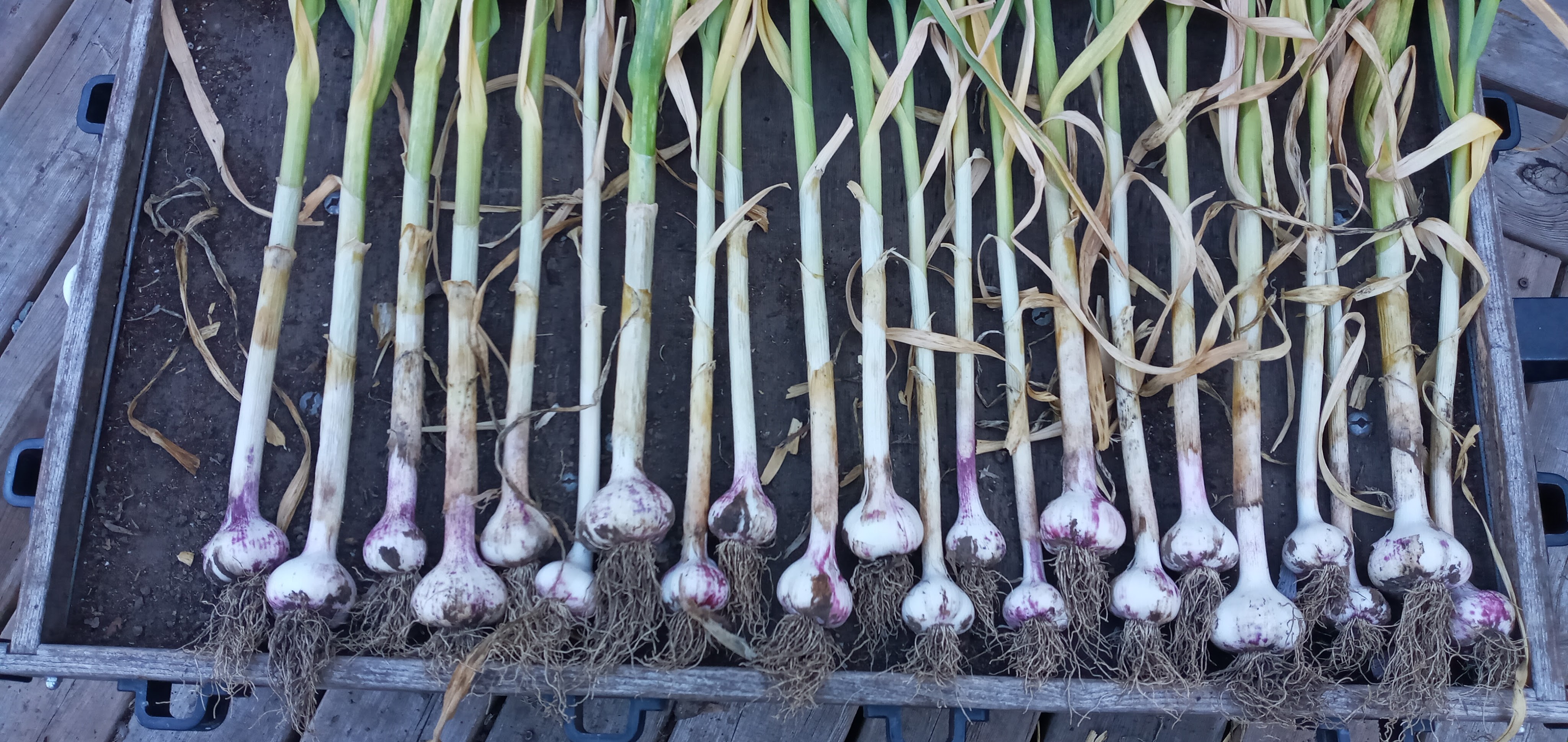 10 Canadian Heirloom Seed Companies I Would Order from Again – Garden ...